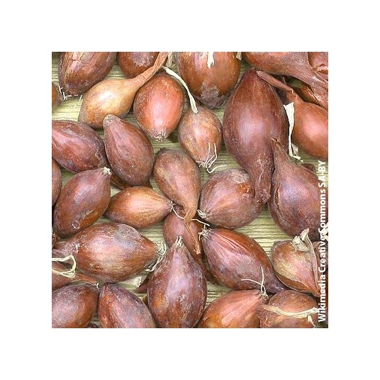 Oignon "Turbo" 250g - Calibre 14/21 - Desjardins.fr