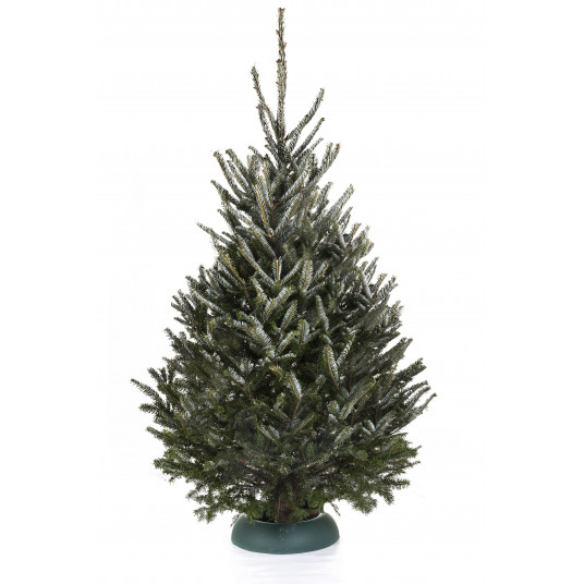 Sapin naturel coupé / pied percé "Abies Fraseri" 175-200 cm - Green Cap ...