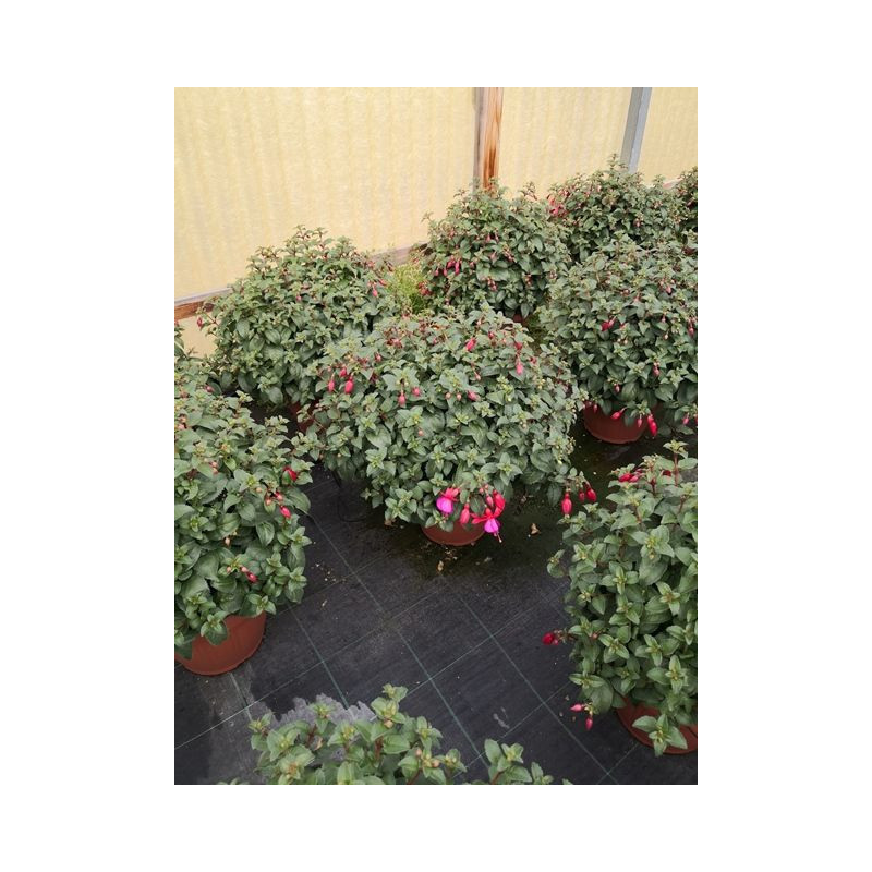 Fuchsia touffe p25 - DELLA VALLE - Desjardins.fr