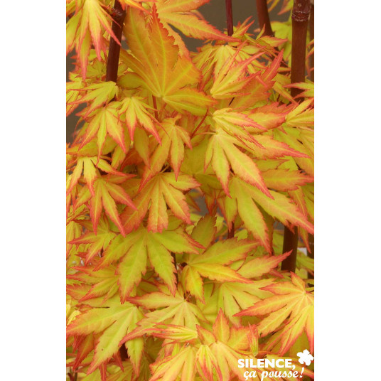 ACER PAL.ORANGE DREAM - SILENCE ÇA POUSSE - Desjardins.fr