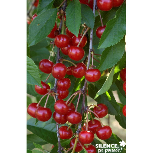 CERISIER montmorency TG H110 C15L - SILENCE ÇA POUSSE - Desjardins.fr