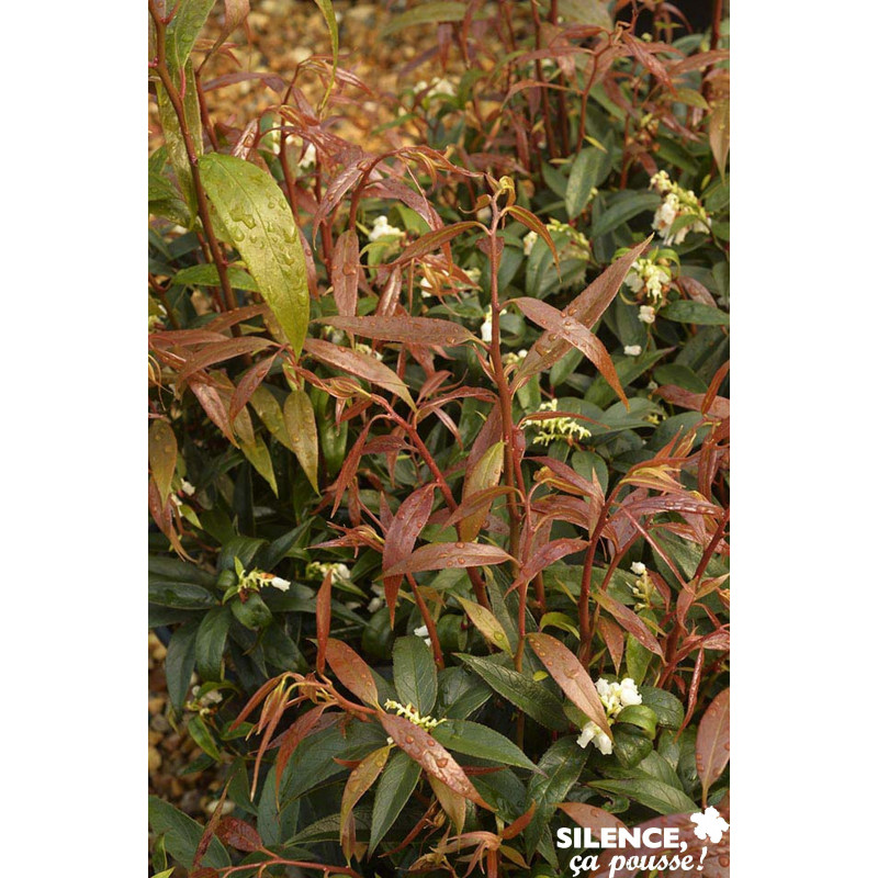 Leucothoe keis.burning love (r) c 4.5 hal - SILENCE ÇA POUSSE ...