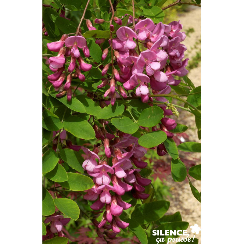 ROBINIA pseudoacacia Casque Rouge BALIV C10L - SILENCE ÇA POUSSE ...
