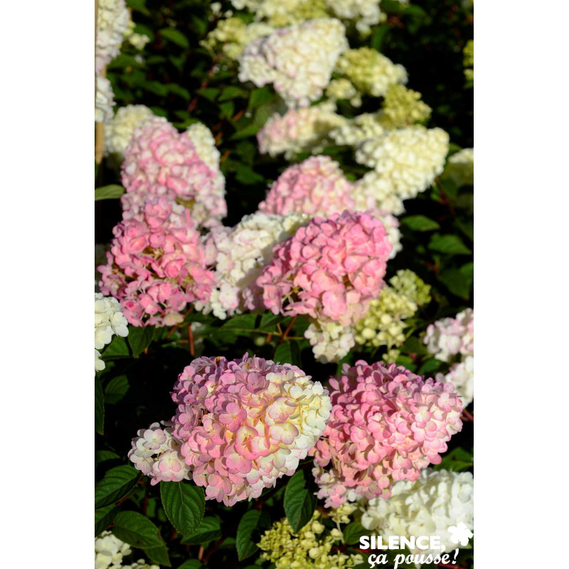HYDRANGEA paniculata Sundae Fraise® TFE C4.5L - SILENCE ÇA POUSSE ...