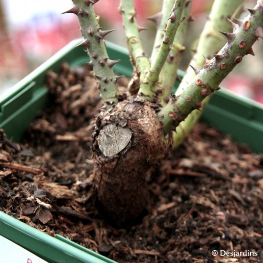 Rosier "Bicolette" - 2L - Desjardins.fr