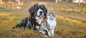 Articles de jardin, animalerie et décoration d’intérieur - Desjardins.fr